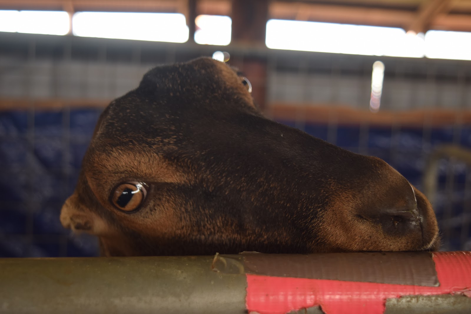 CAMP BLUE WALL: Udders, Udders Everywhere!