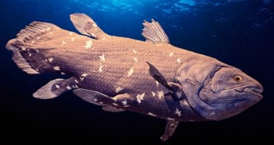 The Study: The Eureka Event of the Four-Legged Fish