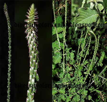 Biodiversity of Sri Lanka: ගස් කරල් හැබ/වැල් කරල් හැබ[Gas karal heba ...