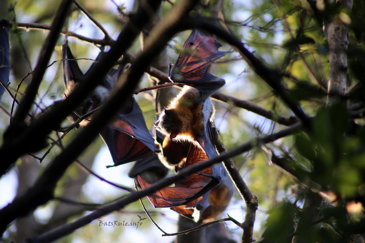 Bats | Megabats | Local camp | Grey-headed, Flying-fox, fruit bat