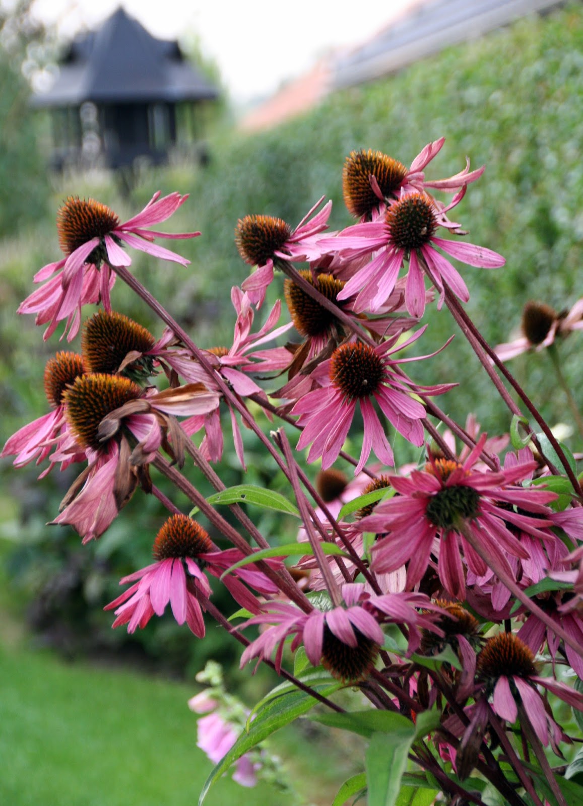 Frk. Anemone: Roser og solhatte .... og tørke