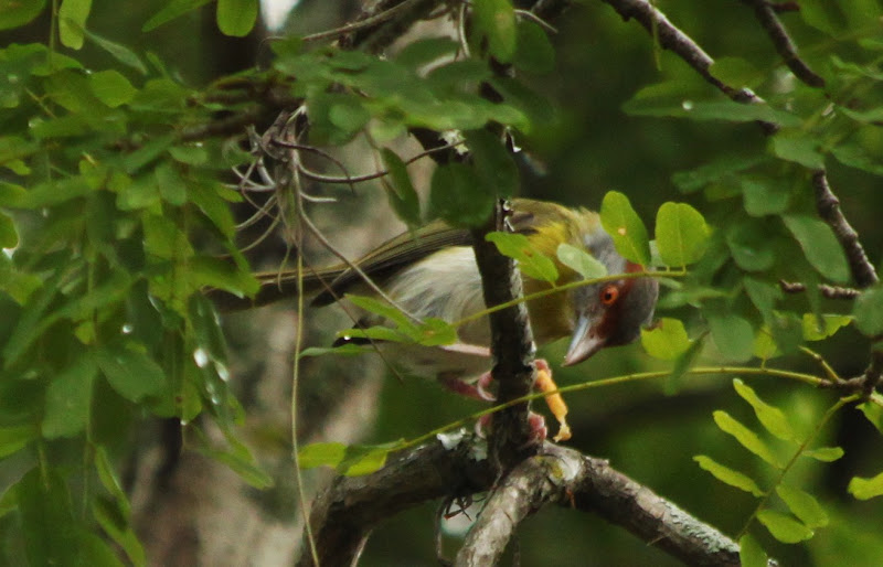 Nuestro bello mundo...: Primavera en el Parque del Este