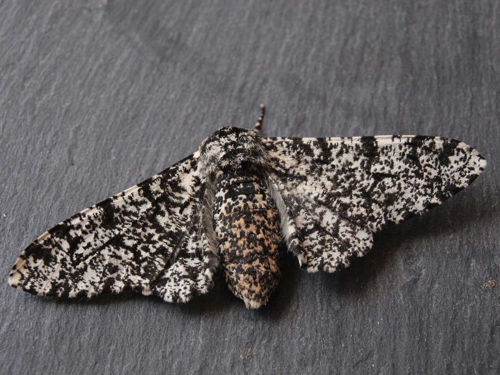 A YEAR IN THE LIFE OF MY WILDLIFE GARDEN: Peppered Moth