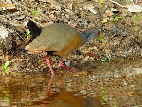 Cultura Guaraní: Ypaka'a