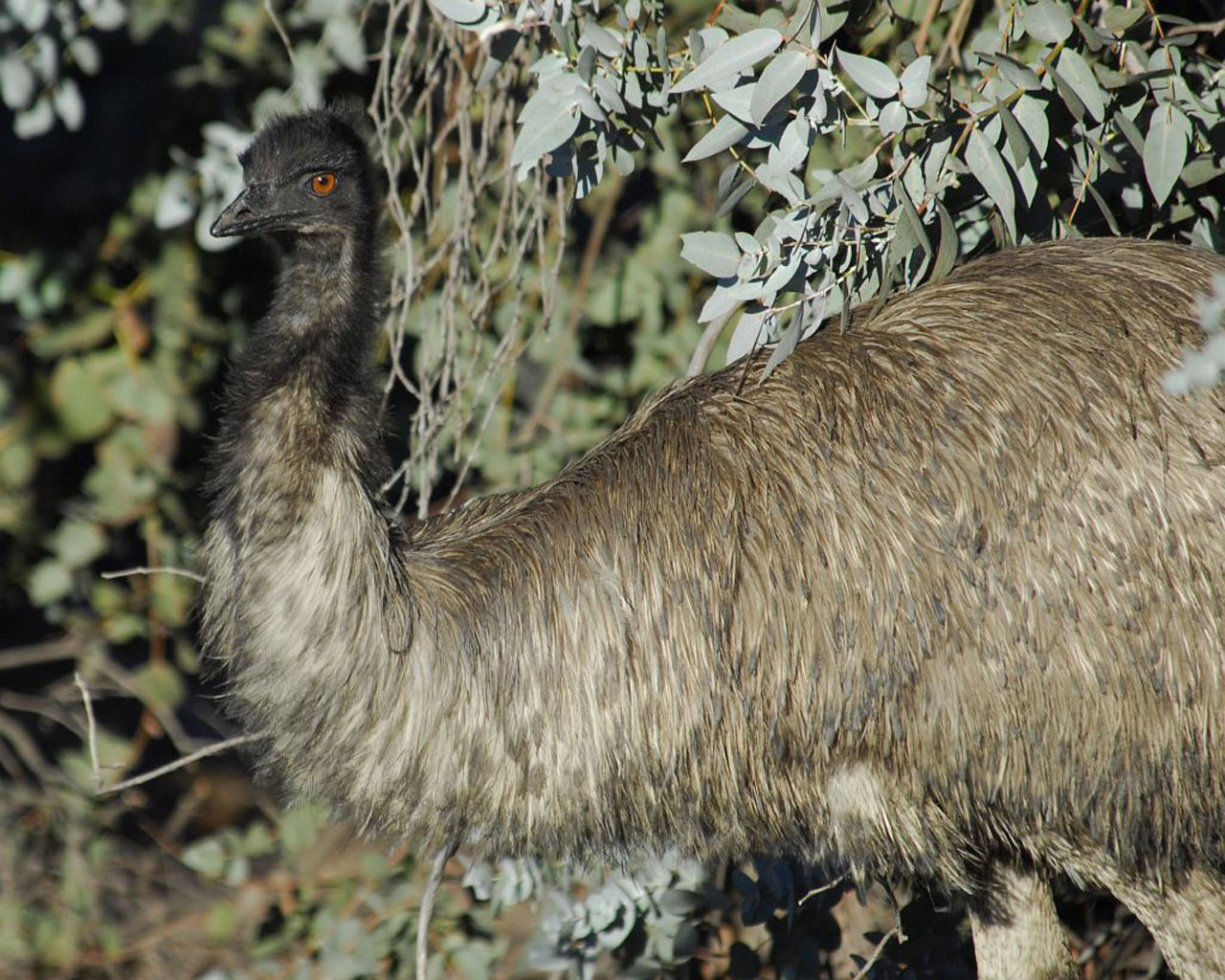 Best Jungle Life: Emu & Emu Pics And Emu Wallpapers