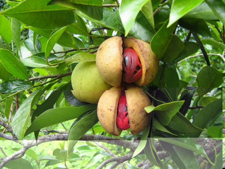 JUAL MINYAK PALA ( NUTMEG OIL ): Pala dan kegunaanya