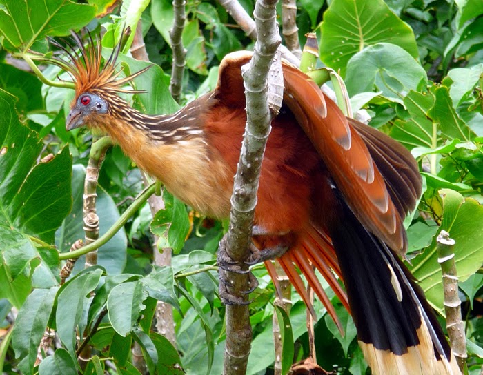 Hoatzin Bird - Pets