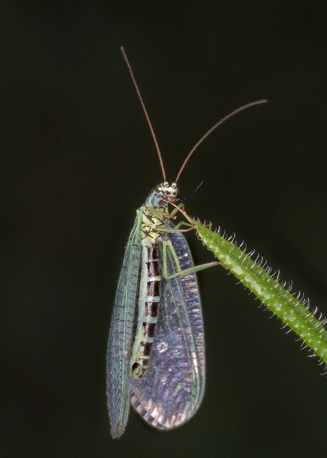 Wildlife at Alton Water Reservoir