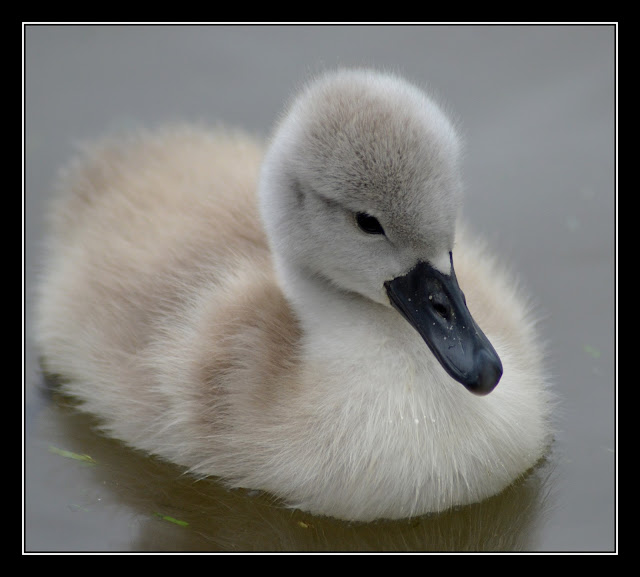 Carl Bovis Nature Photography: Abbotsbury Swannery...... Cute Cygnets ...