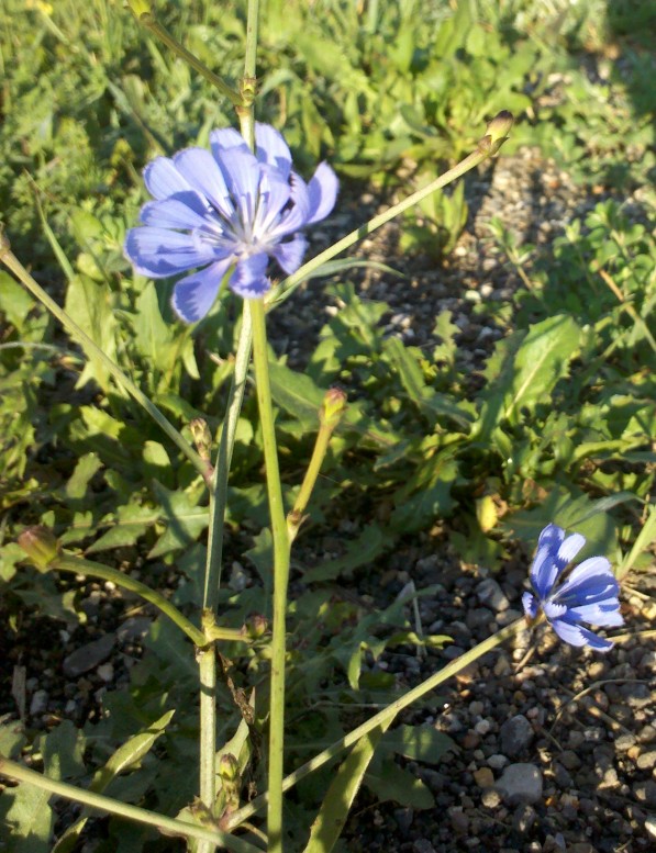 Divinebunbun's Rugged Rural Missouri: A Wealth of Blue Wildflowers