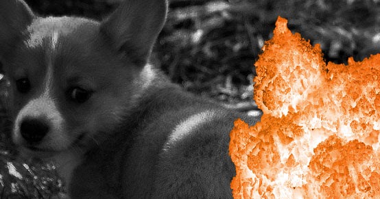 Jonathan Locati Art: Corgi fart