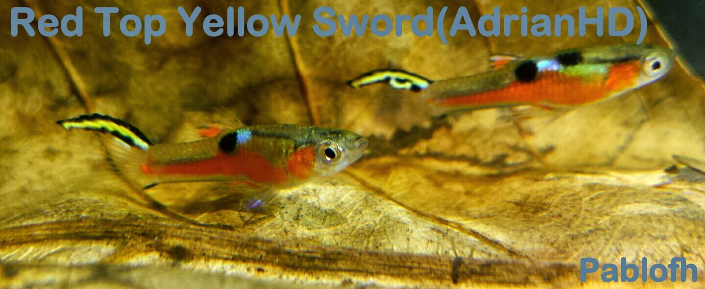 ENDLER POECILIA WINGEI Livebearers Cumana Area @endlerpoeciliawingei ...