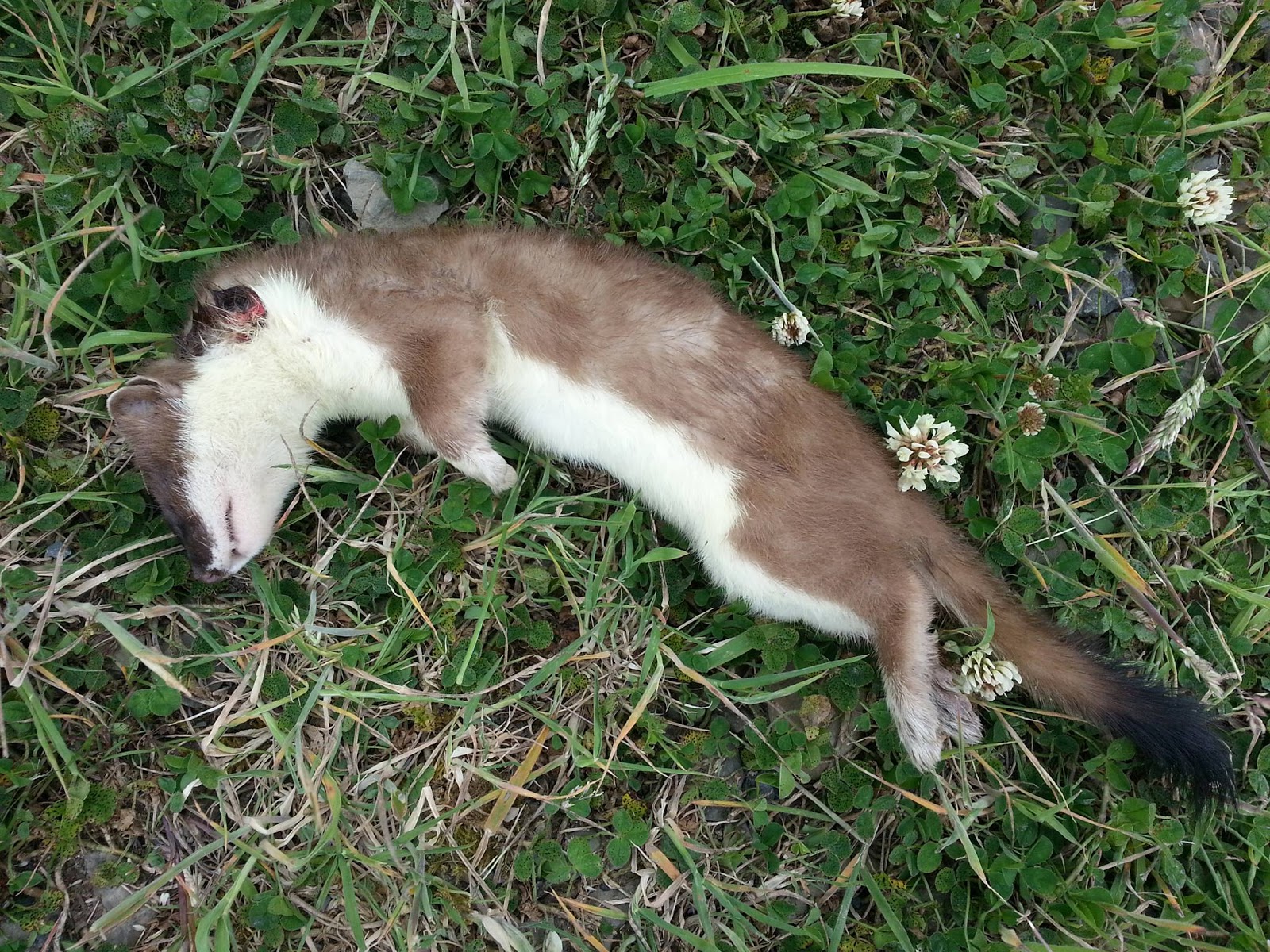 Operation Highlander: Island Paradise: Radio Orkney and Stoats