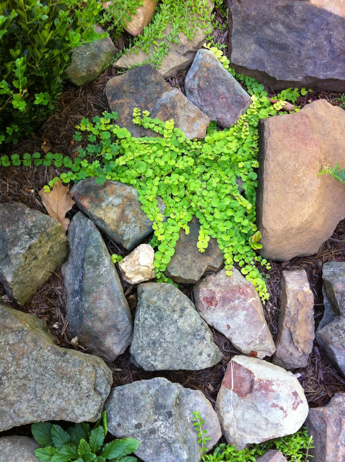 The Gayla Pink Apple : Just a little backyard garden update...