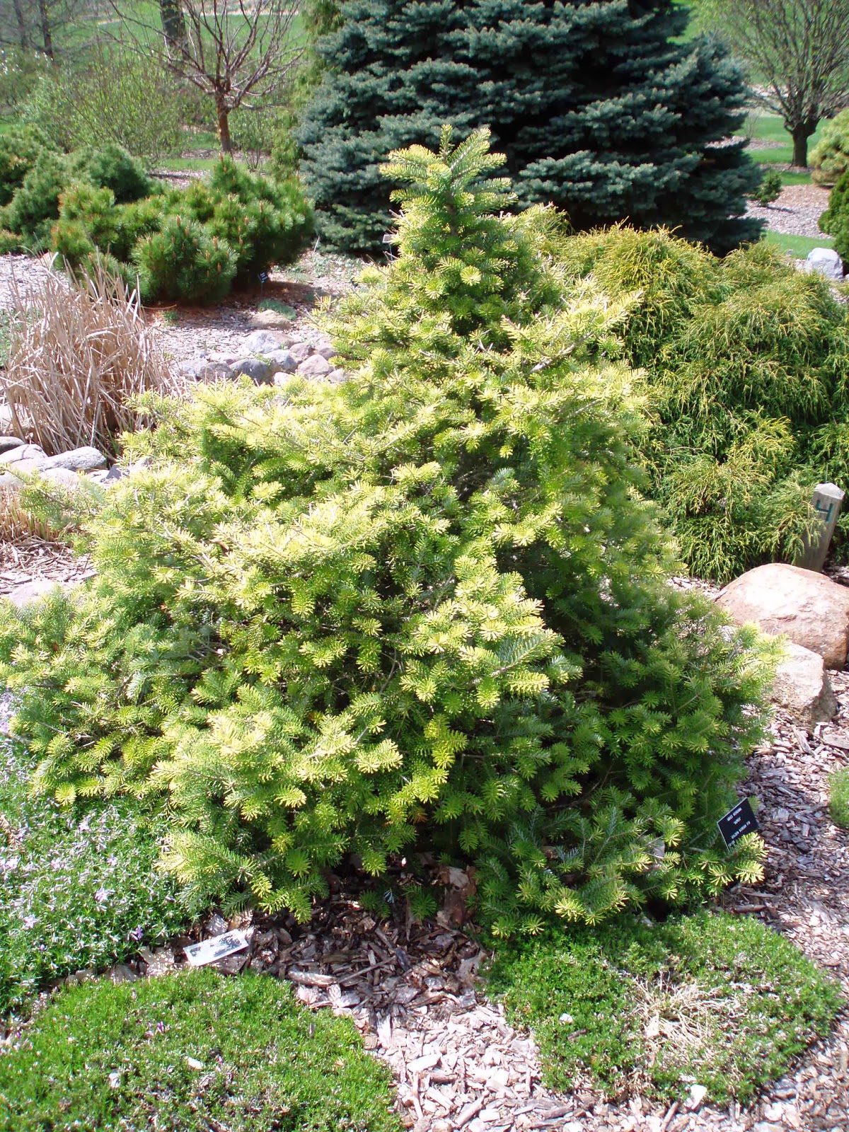 Rotary Botanical Gardens - Hort Blog: Golden Conifers For A Winter Glow