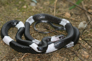 Ular Asli Indonesia: Colubridae