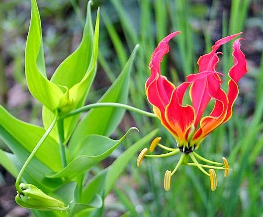 Bunga Gloriosa Superba atau Kembang Sungsang