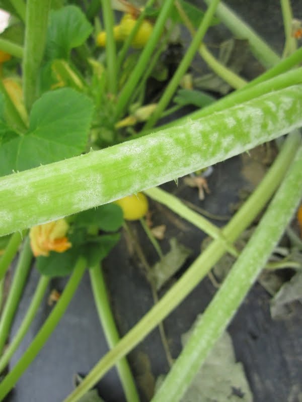 WNC Vegetable and Small Fruits News: June 2011