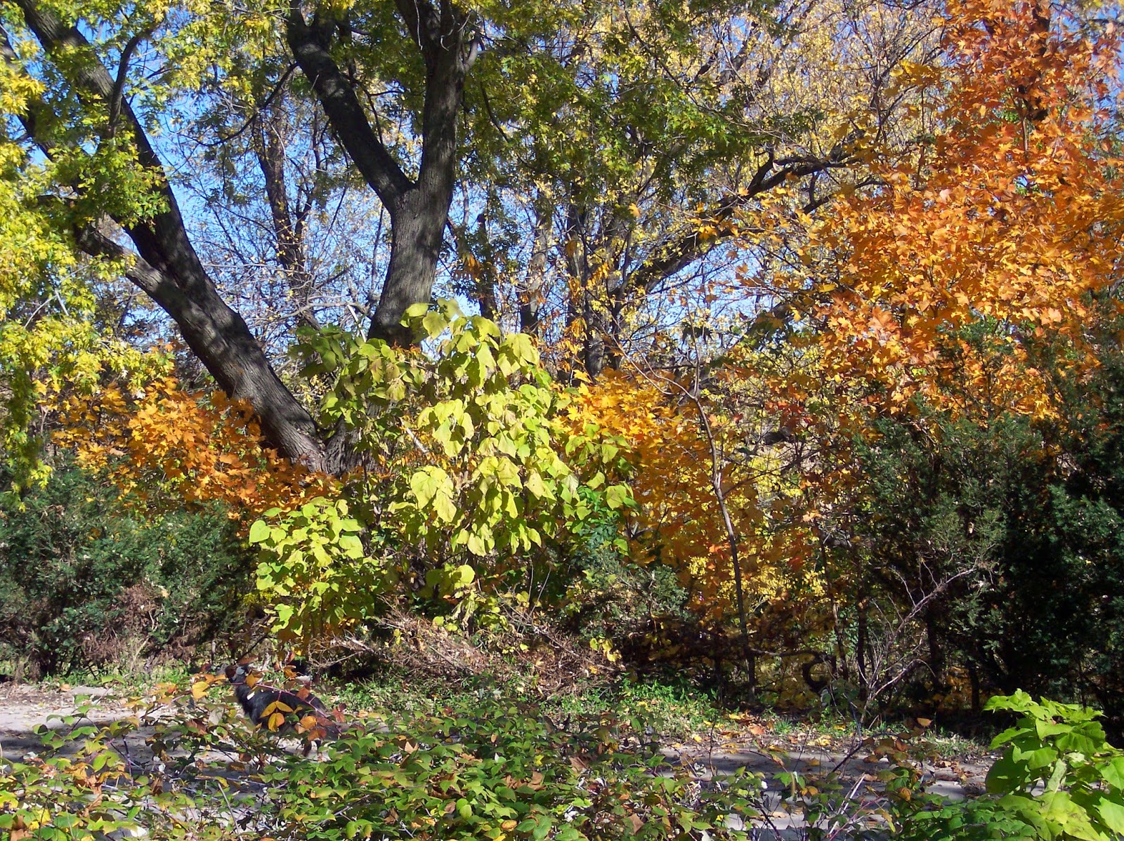 Pine View Angus Farms