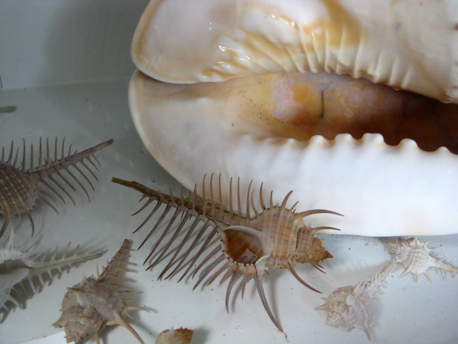 Thread and Thrift: Glandford Shell Museum