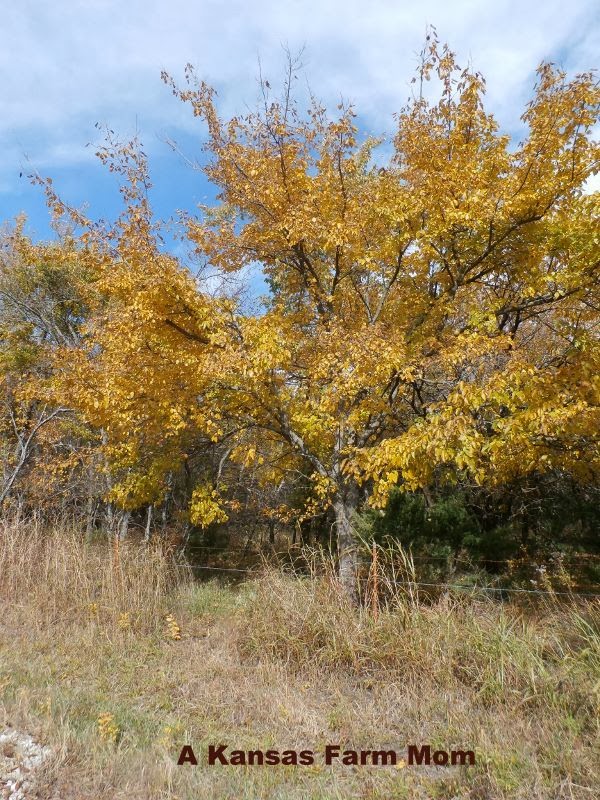 Tales of a Kansas Farm Mom: Fall Foliage Friday