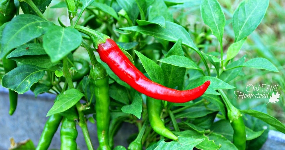 DIY Cayenne Pepper Powder - Oak Hill Homestead