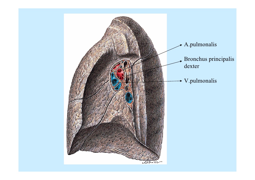 Latinski jezik za medicinske škole: Pluća(pulmonales)