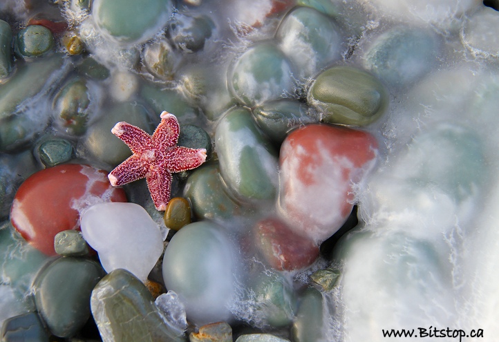 Bitstop: The Little Frozen Starfish