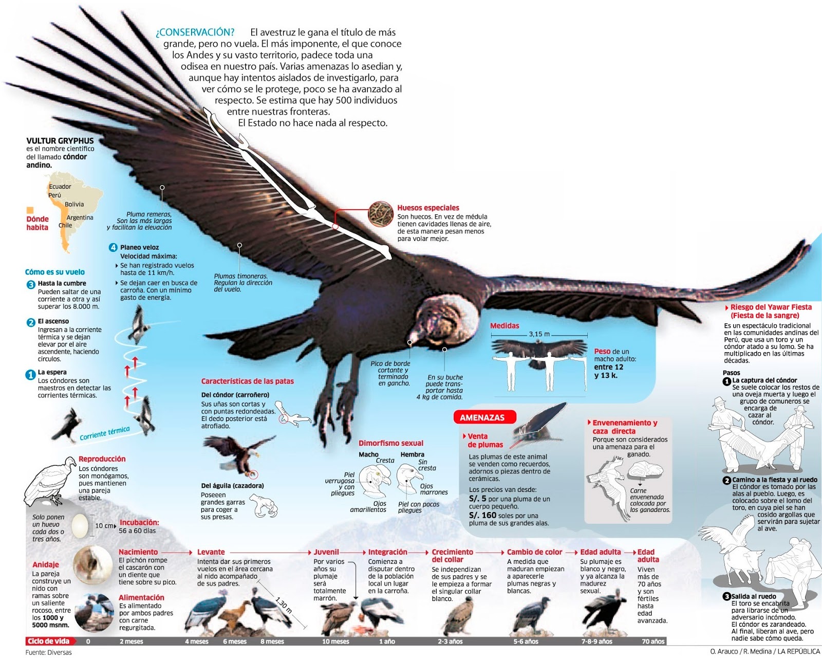 Infografía del Cóndor de los Andes: CondorMan.pe - Educación, Cultura ...