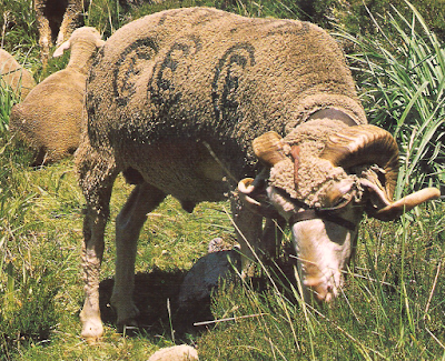El legado de la Mesta en Los Pedroches (2). Cencerros | Semanario La ...