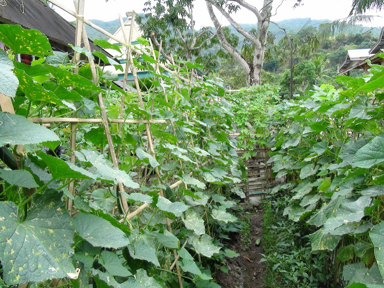 Budidaya dan Agronimis Pertanian: Optimalisasi Pemanfaatan Lahan Pekarangan