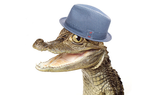 Funny Pics: Alligator Funny and Nice Pics