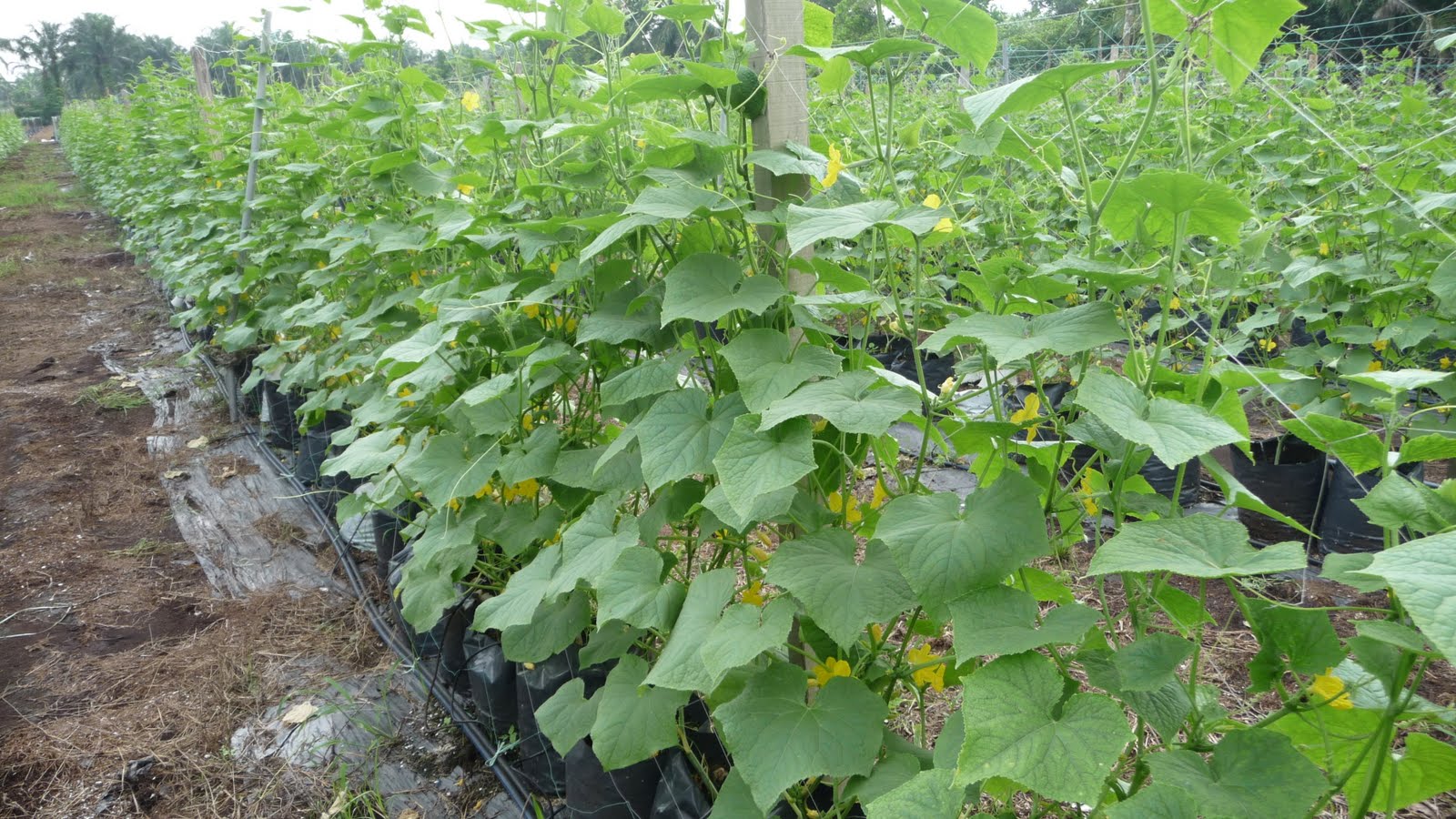 Gaya Terbaru 20+ Pokok Timun