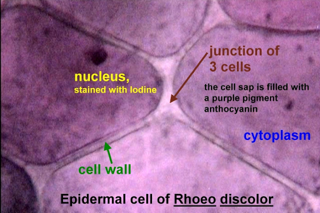 Defence Mechanism in Plants- Phase I