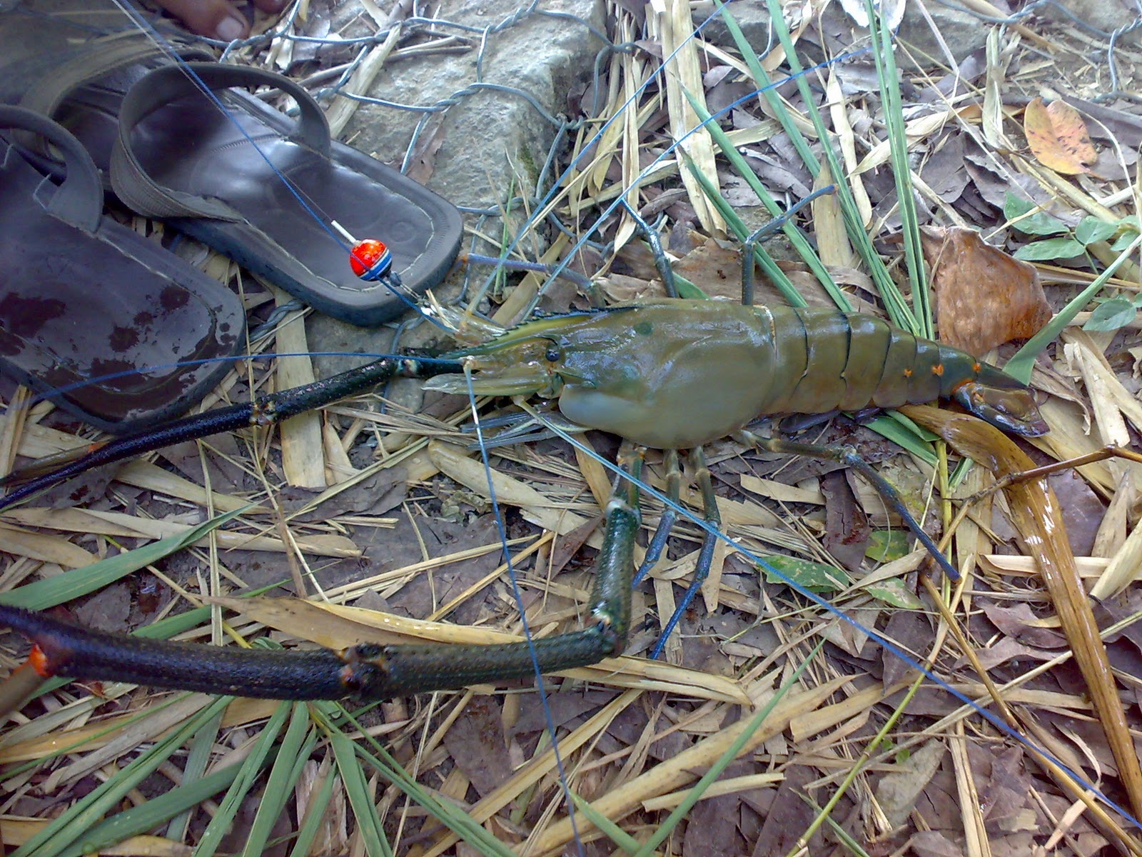 ZONA MANCING: Sensasi Mancing Udang Galah.