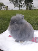 Regina's Rabbit Habit