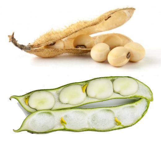 Ruokaverstas: Papuja, papuja, papuja!