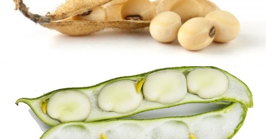 Ruokaverstas: Papuja, papuja, papuja!