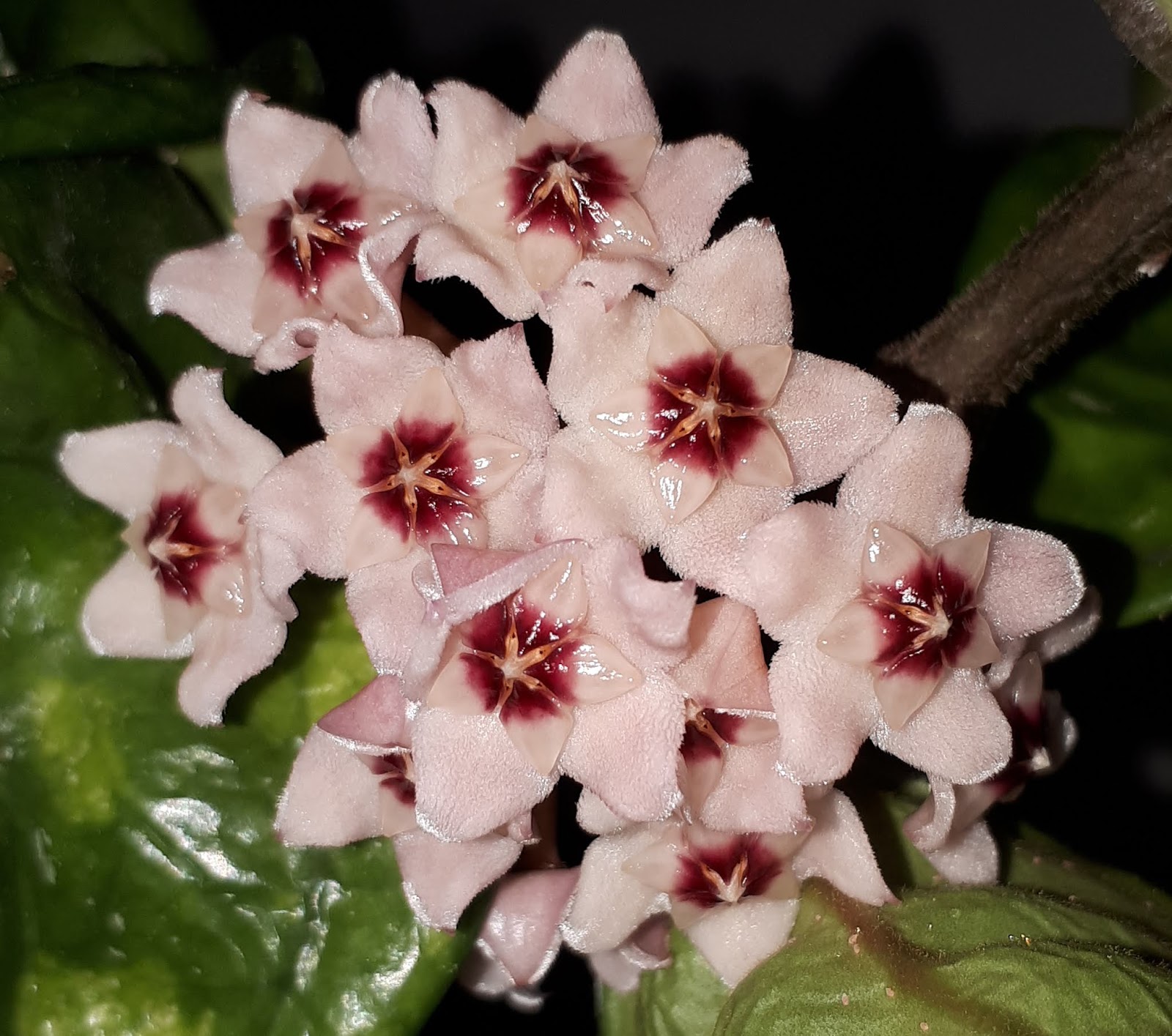 Gerrit's Hoya flowers: Hoya carnosa "Krinkle Eight"