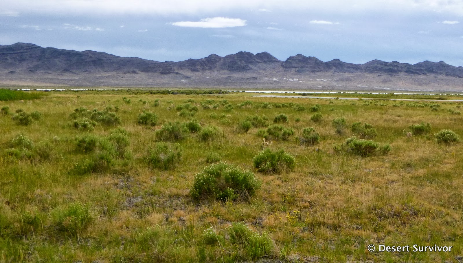 Desert Survivor: Fish Monitoring at Gandy Salt Marsh