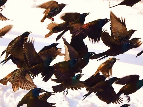 Natural Austerity: Common Bird Profile : Common Grackle