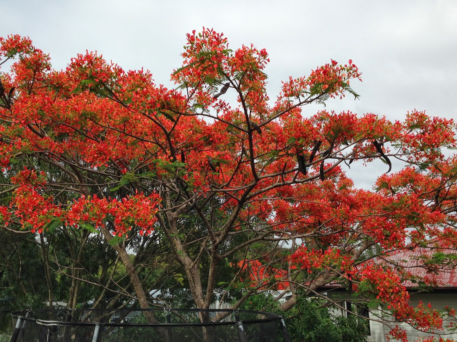 Notes on the MacLeod family - by Stuart MacLeod