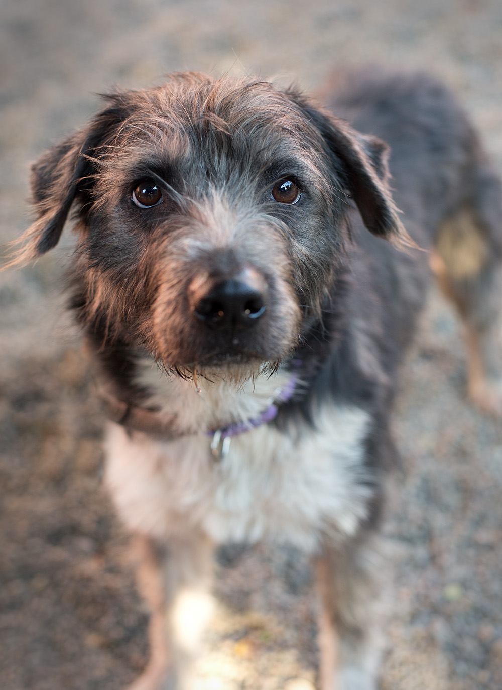 Shelter Dogs of Portland: "SANDY" big shaggy terrier type mix