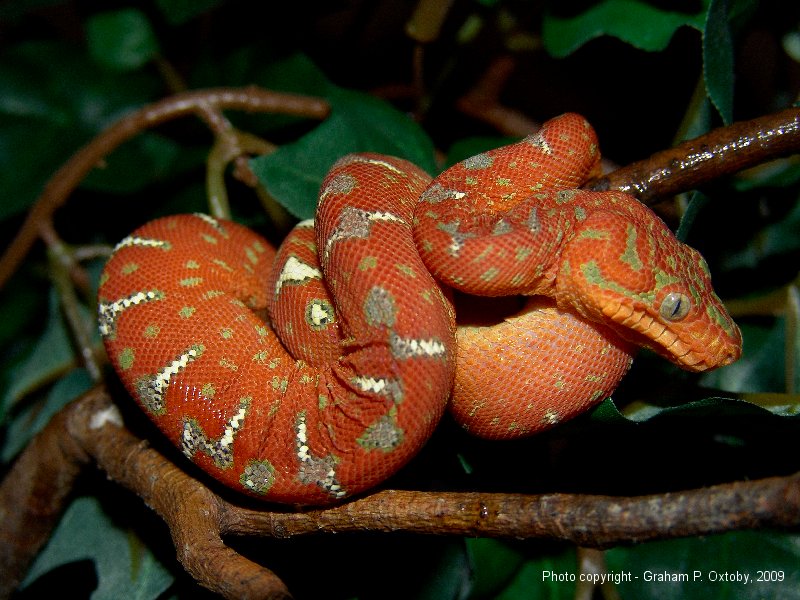 Mundo animal: Cobra-papagaio