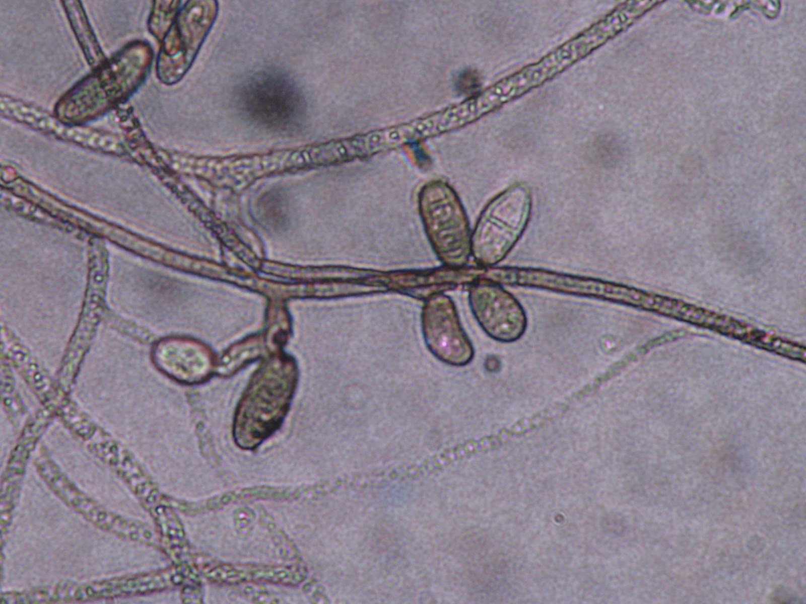 Charity Owings' PLPA 631 Blog: November 2012