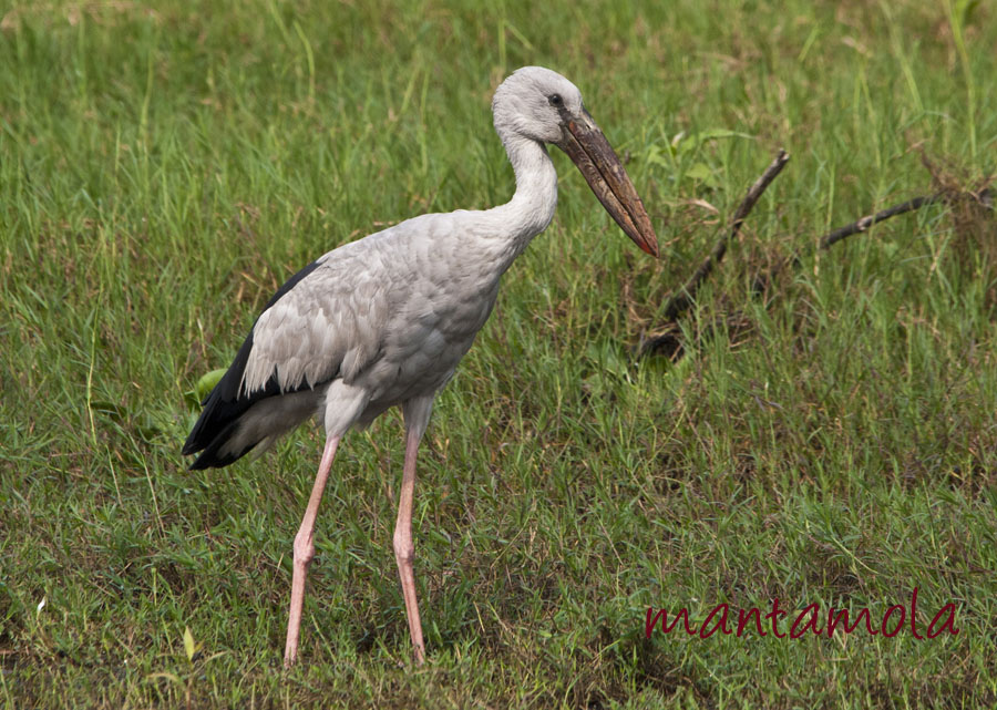manta blog: Asian Openbill Stork