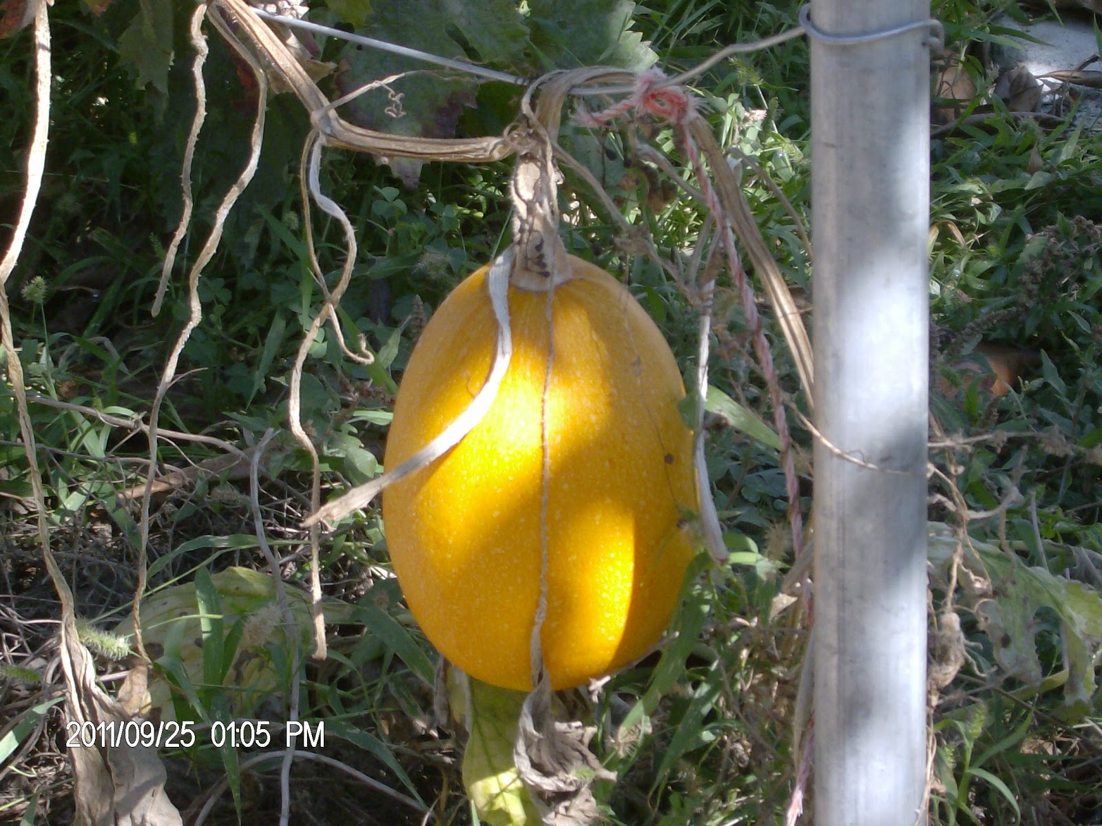 A HORTA DO JOÃO: Aboboras e mogangos