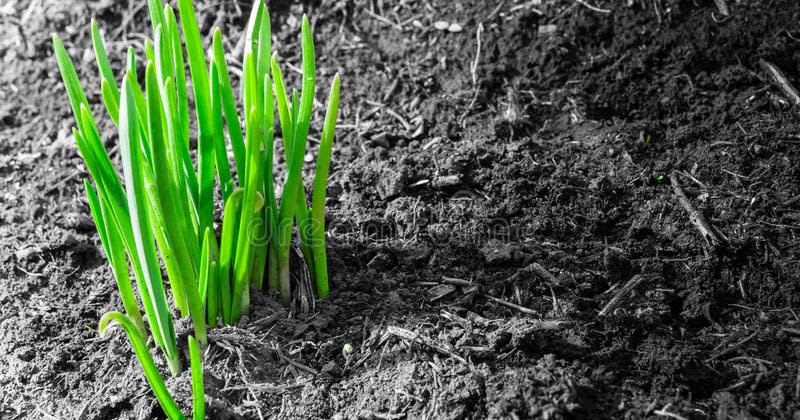 French Vocabulary Illustrated: pousse