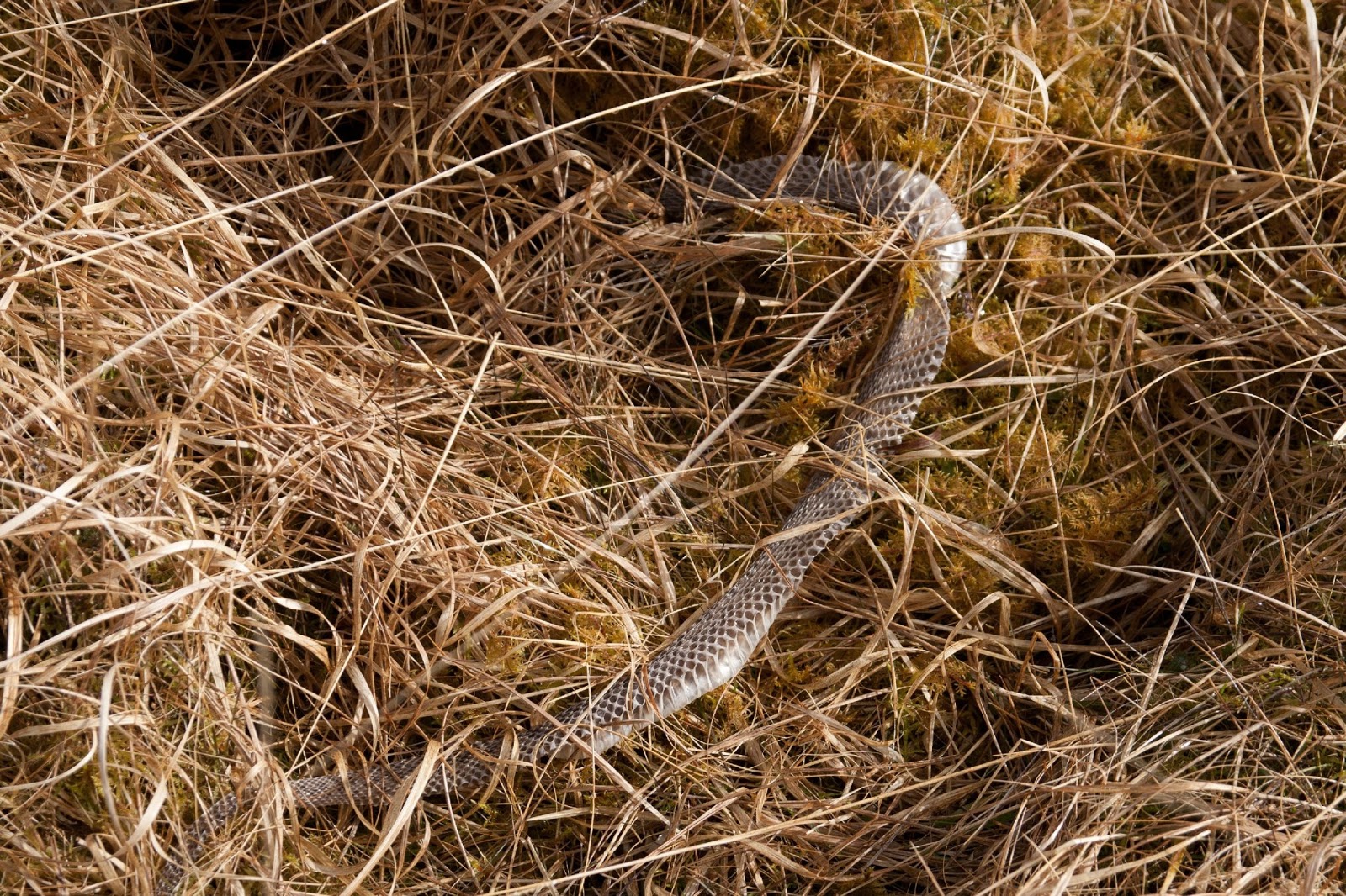 Islay Natural History Trust: Adder Skin
