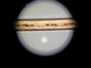 Answering Questions: What does grey hair look like under a microscope?